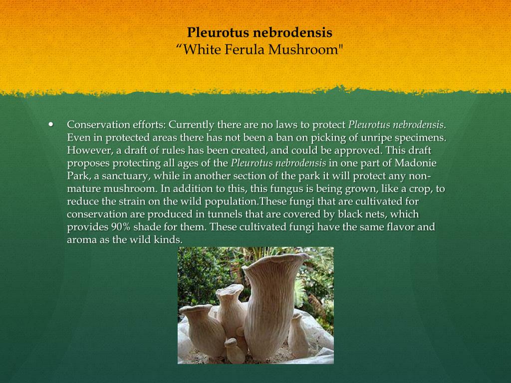 PPT - Number of Species in Category: 3 Pleurotus nebrodensis “ White ...