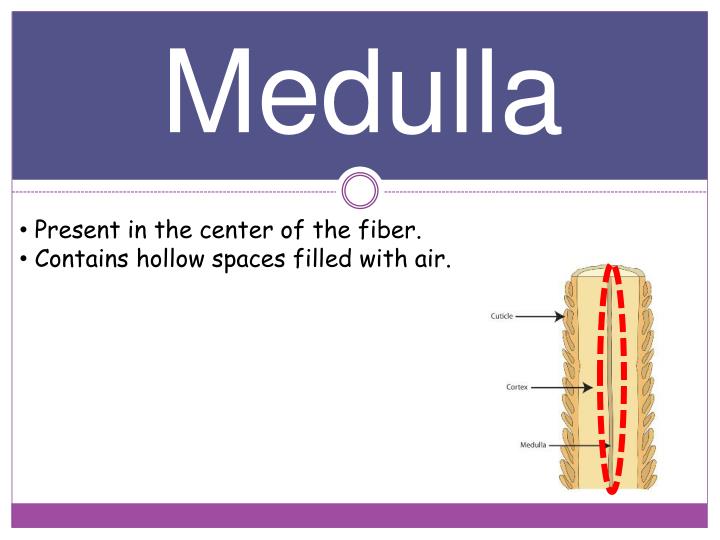 PPT - Integumentary System PowerPoint Presentation - ID:2222490