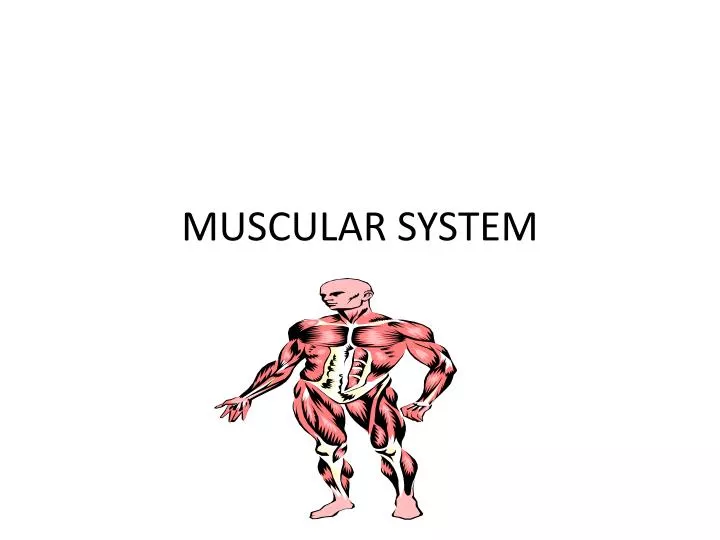 PPT - MUSCULAR SYSTEM PowerPoint Presentation, free download - ID:2222786