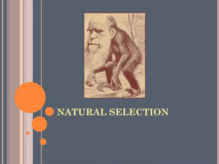 PPT - NATURAL SELECTION PowerPoint Presentation, free download - ID:2222801