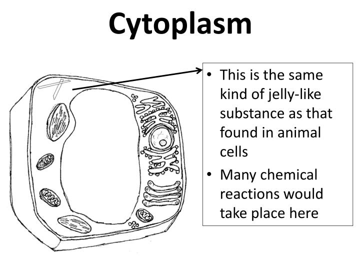 PPT - Cells PowerPoint Presentation - ID:2222896