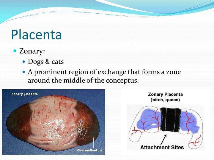 PPT - Pregnancy & Lactation PowerPoint Presentation - ID:2223137
