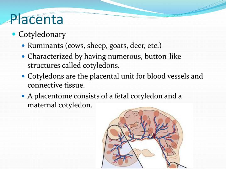 PPT - Pregnancy & Lactation PowerPoint Presentation - ID:2223137