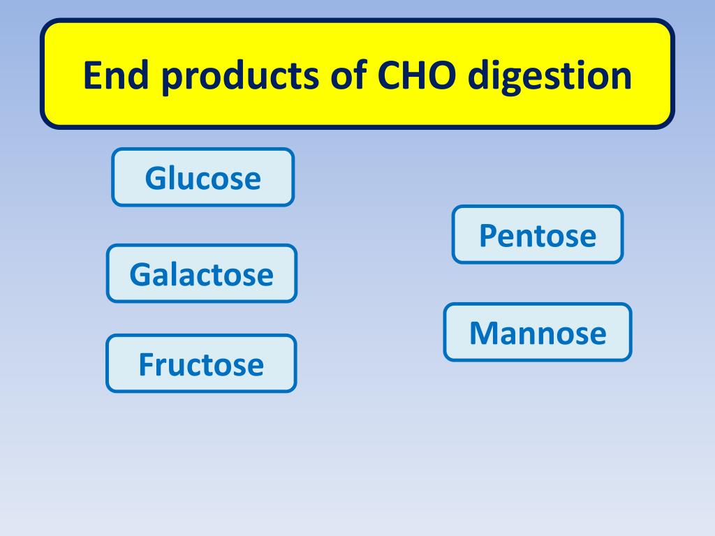 PPT - CHO METABOLISM BY Dr. Naglaa Ibrahim Azab Assistant professor of ...