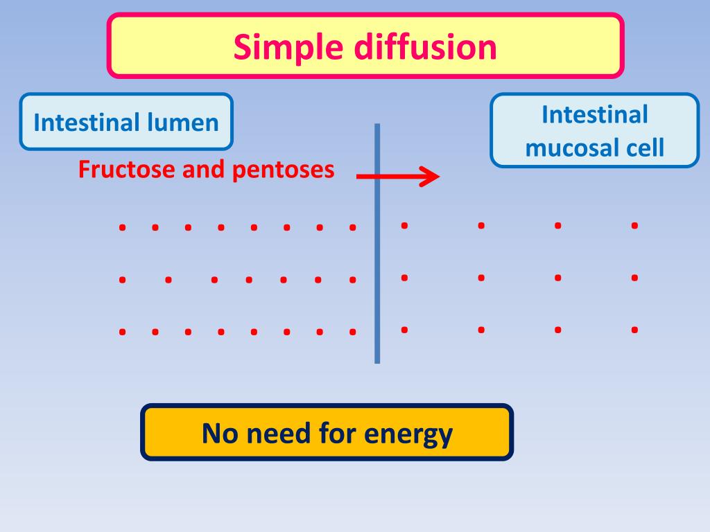 PPT - CHO METABOLISM BY Dr. Naglaa Ibrahim Azab Assistant professor of ...