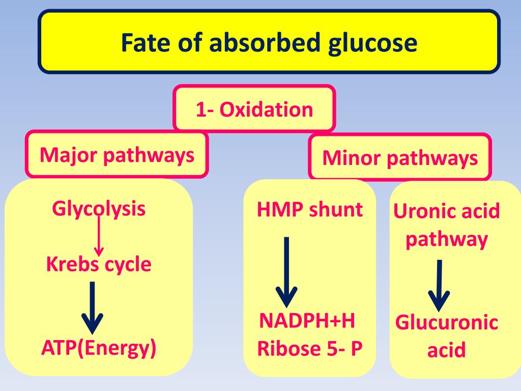 PPT - CHO METABOLISM BY Dr. Naglaa Ibrahim Azab Assistant professor of ...