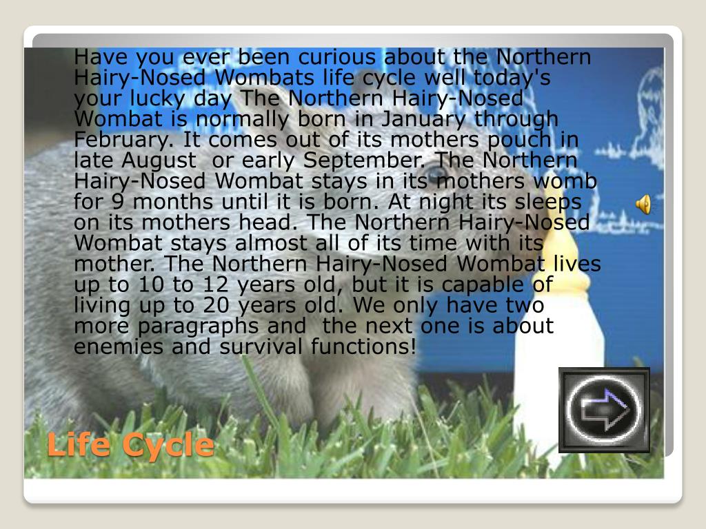 PPT - The Northern Hairy-Nosed Wombat PowerPoint Presentation, free ...