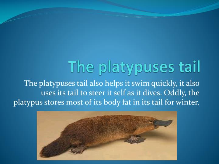 PPT - Platypus PowerPoint Presentation - ID:2224811