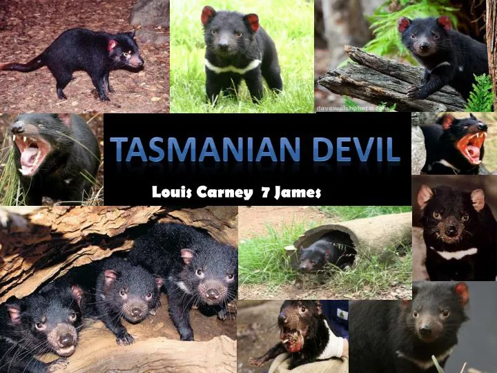 PPT - TASMANIAN DEVIL PowerPoint Presentation, free download - ID:2224999