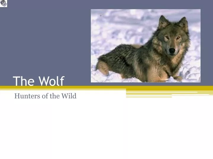 PPT - The Wolf PowerPoint Presentation, free download - ID:2225003