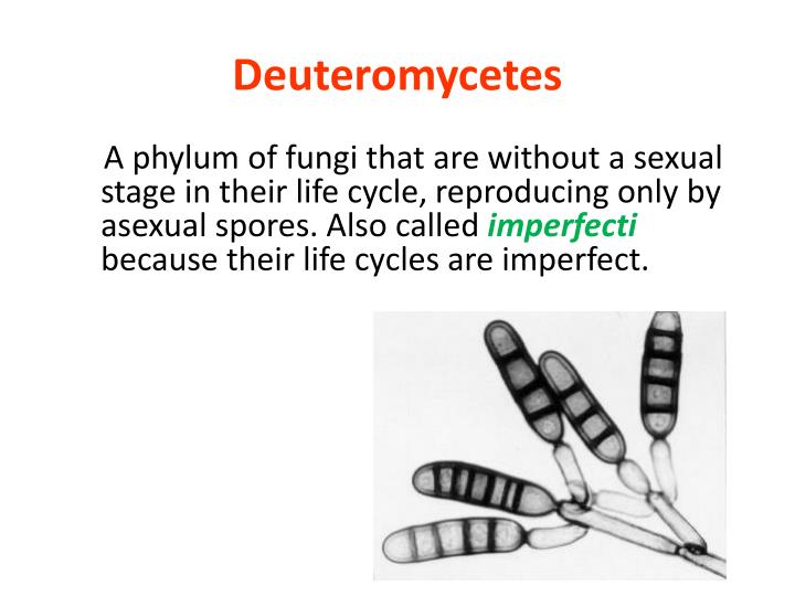 PPT - Fungi PowerPoint Presentation - ID:2225054