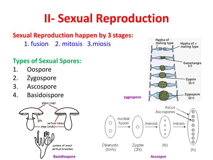 Ppt Fungi Powerpoint Presentation Id2225054