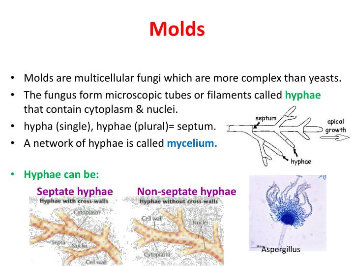 PPT - Fungi PowerPoint Presentation - ID:2225054