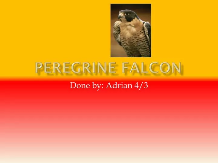 PPT - Peregrine Falcon PowerPoint Presentation, free download - ID:2225095