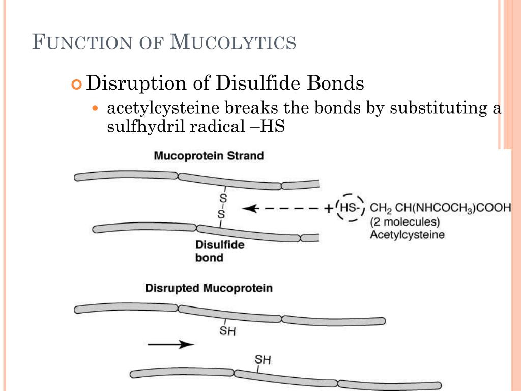 PPT - Respiratory Pharmacology Week 5 Anticholinergics and Mucolytics ...
