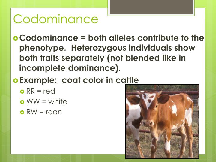 PPT - Dihybrid crosses PowerPoint Presentation - ID:2225908