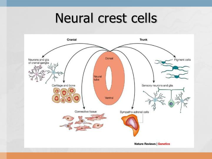 PPT - Characterization of the Zebrafish nolc1l Mutant as Potential ...