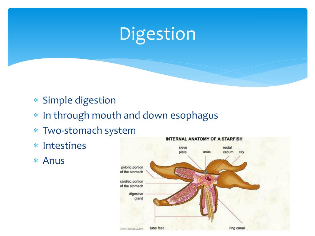 PPT - Phylum Echinodermata: Sand Dollars, Starfish, and Sea Urchins ...