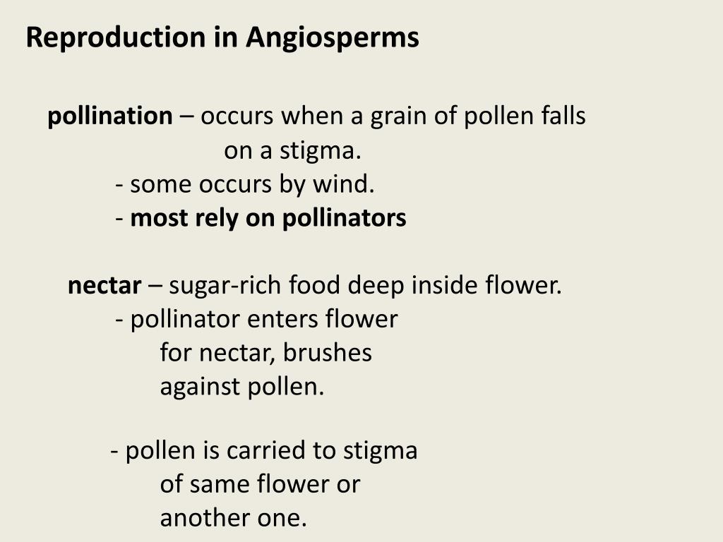 PPT - Angiosperms – vessel seed •Seed plants that produce flowers PowerPoint Presentation - ID ...