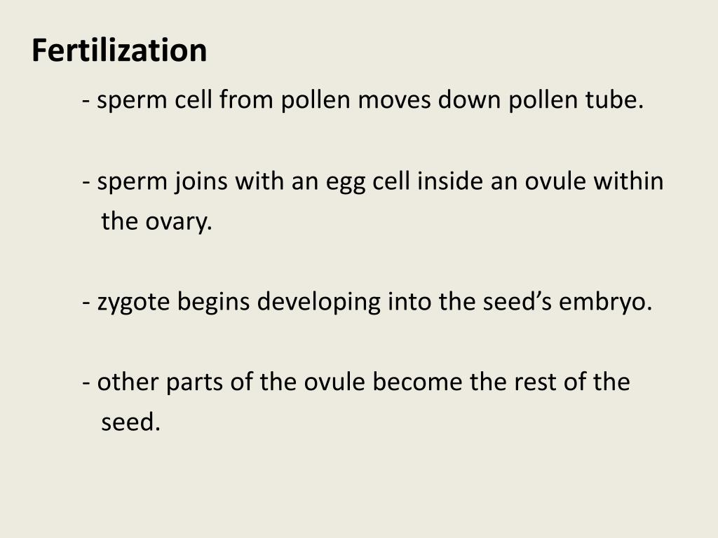 PPT - Angiosperms – vessel seed •Seed plants that produce flowers PowerPoint Presentation - ID ...