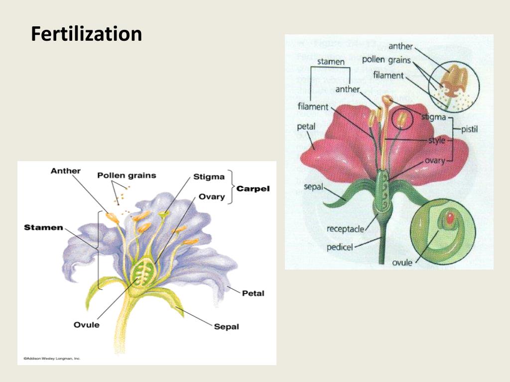 PPT - Angiosperms – vessel seed •Seed plants that produce flowers ...