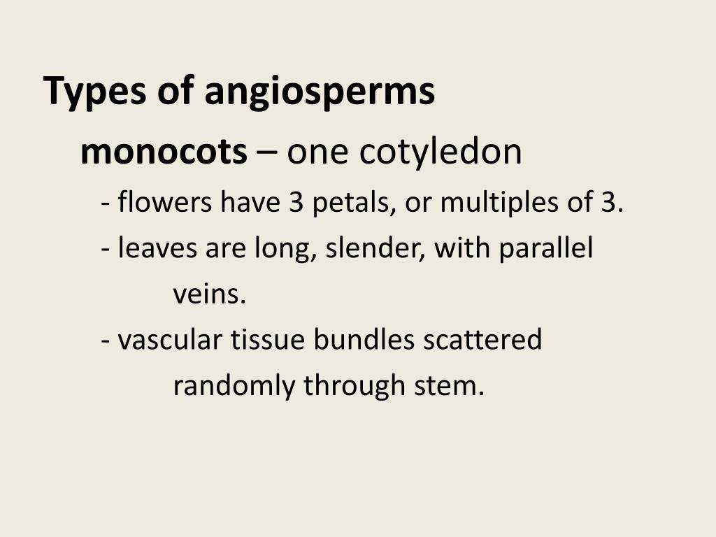 PPT - Angiosperms – vessel seed •Seed plants that produce flowers PowerPoint Presentation - ID ...