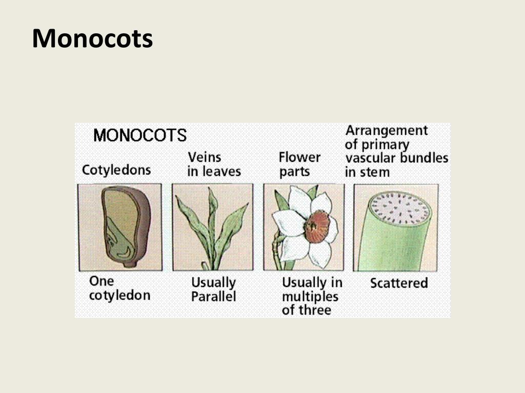 PPT - Angiosperms – vessel seed •Seed plants that produce flowers PowerPoint Presentation - ID ...