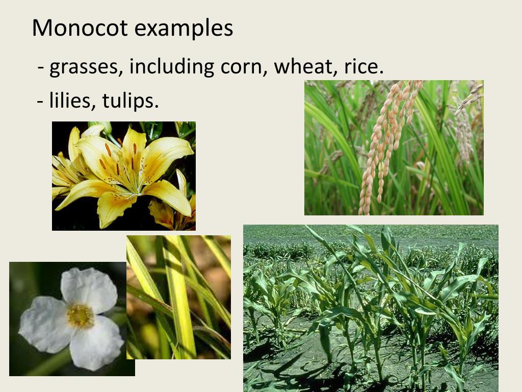 PPT - Angiosperms – vessel seed •Seed plants that produce flowers ...