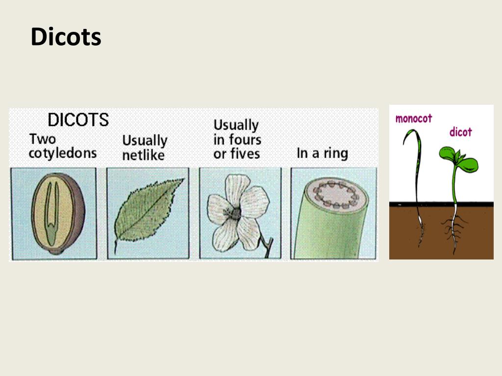 PPT - Angiosperms – vessel seed •Seed plants that produce flowers PowerPoint Presentation - ID ...