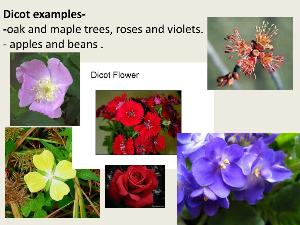 PPT - Angiosperms – vessel seed •Seed plants that produce flowers PowerPoint Presentation - ID ...