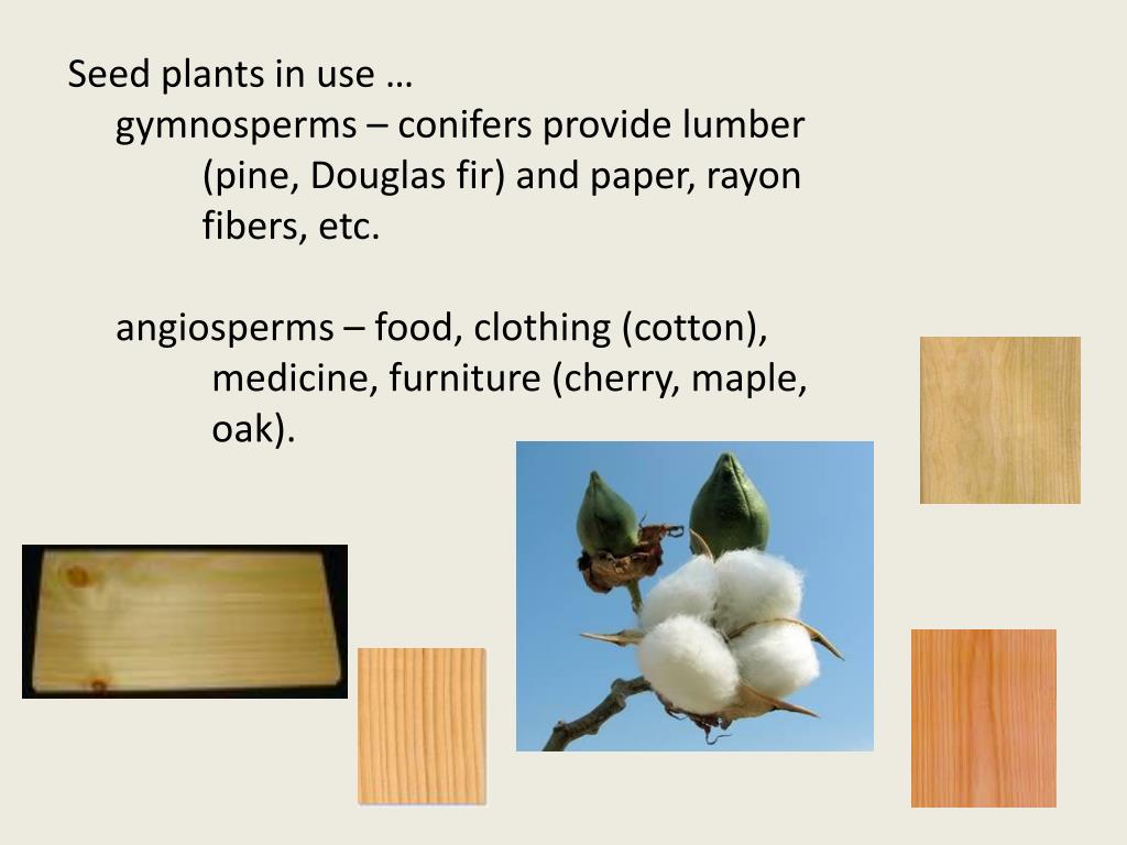 PPT - Angiosperms – vessel seed •Seed plants that produce flowers ...