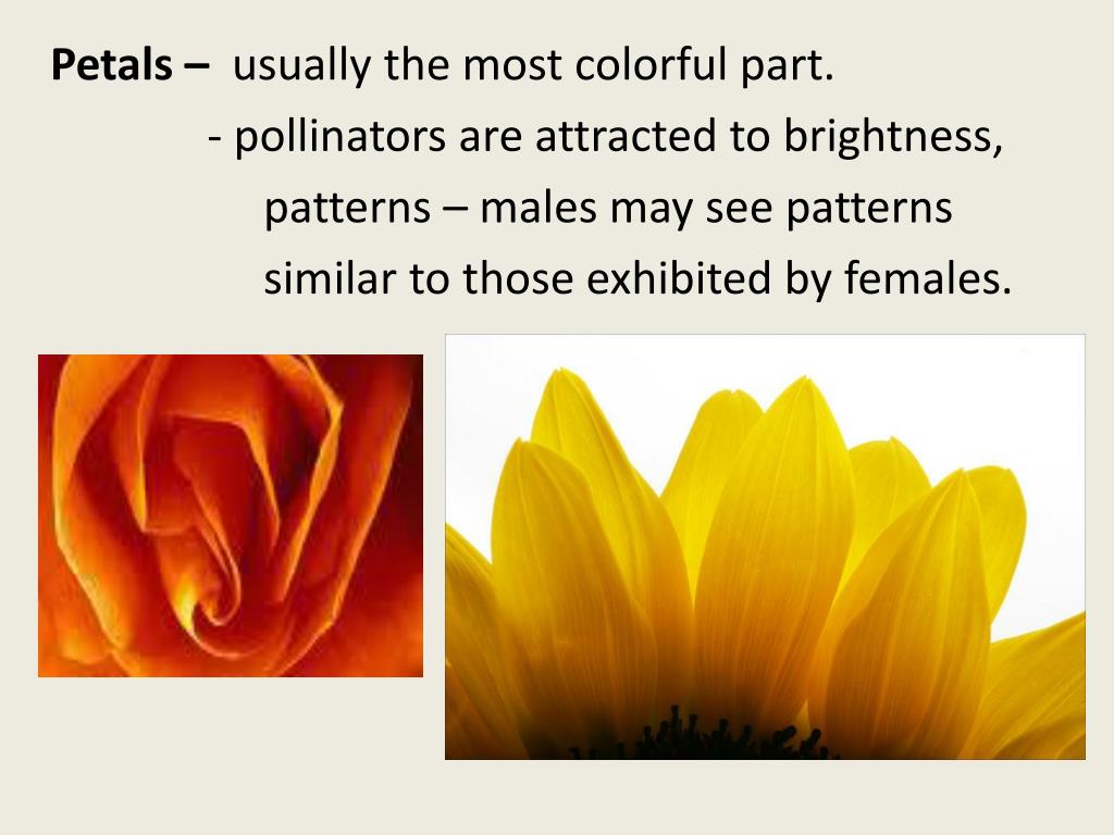 PPT - Angiosperms – vessel seed •Seed plants that produce flowers PowerPoint Presentation - ID ...