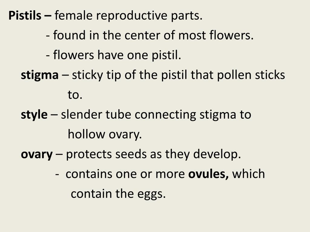 PPT - Angiosperms – vessel seed •Seed plants that produce flowers PowerPoint Presentation - ID ...