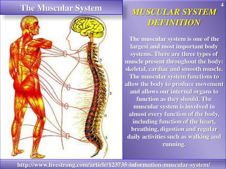 PPT - The Sanctuary of our Body THE THIRD TEMPLE Series 5 The Muscular ...