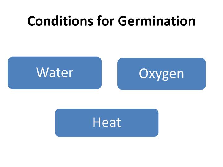PPT - Seed Germination Lab PowerPoint Presentation - ID:2226690