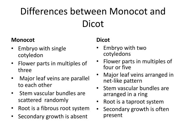 Understanding The Difference Between Monocot And Dicot