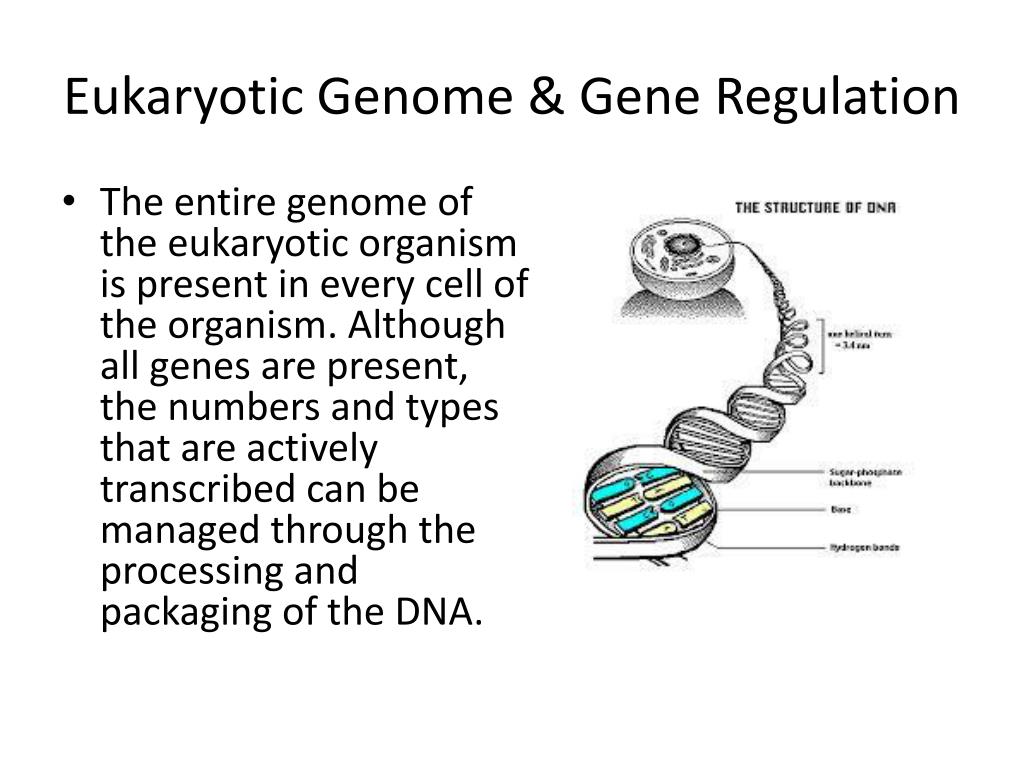 PPT - Eukaryotic Genome & Gene Regulation PowerPoint Presentation - ID ... PPT - Eukaryotic Genome & Gene Regulation PowerPoint Presentation - ID ...