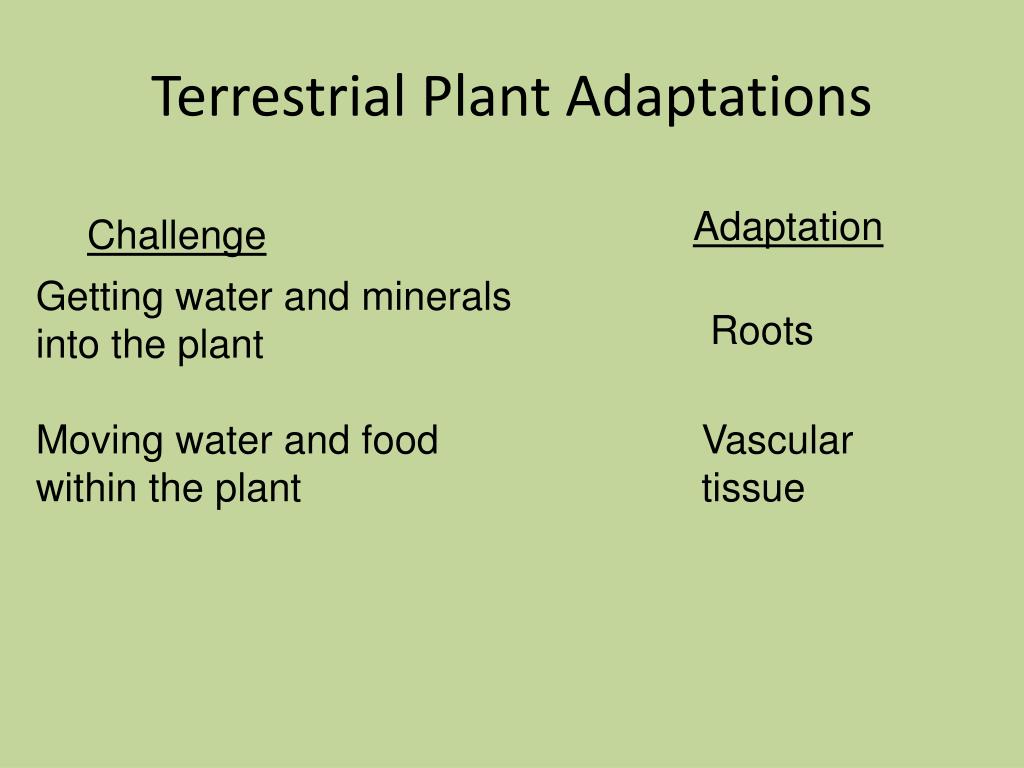 PPT - Water and Land as Habitats for Plants PowerPoint Presentation ...