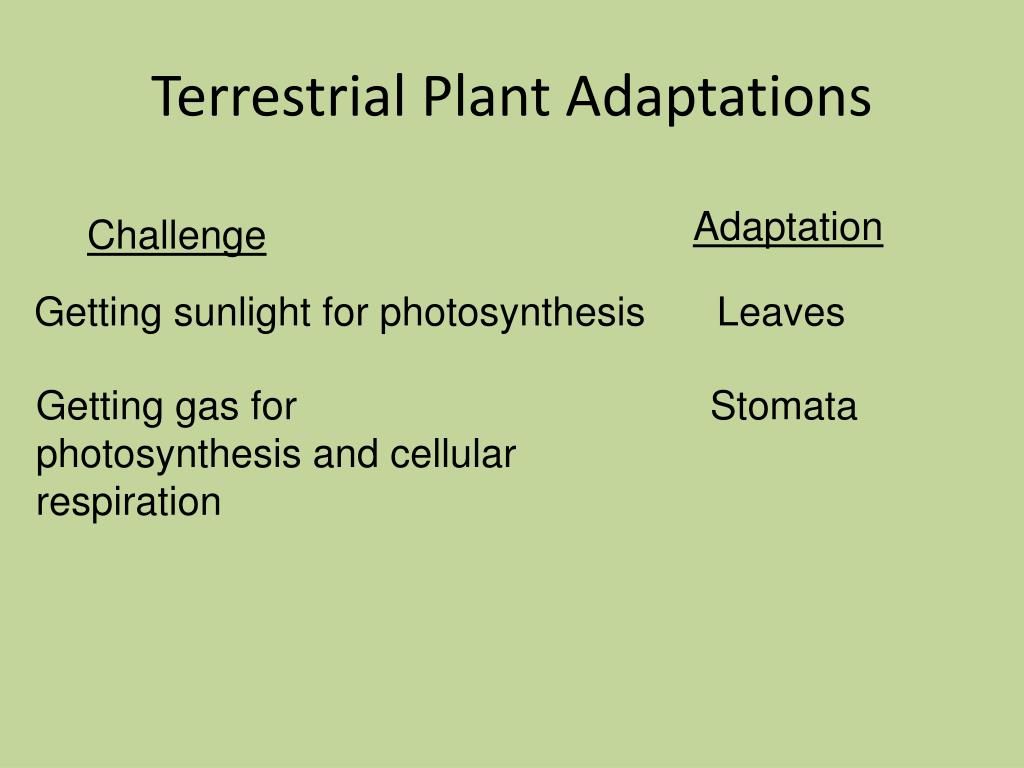PPT - Water and Land as Habitats for Plants PowerPoint Presentation ...