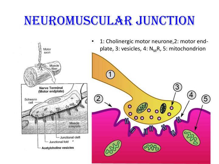 PPT - NEUROMUSCULAR BLOCKERS and CENTRAL MUSCLE RELAXANTS PowerPoint ...