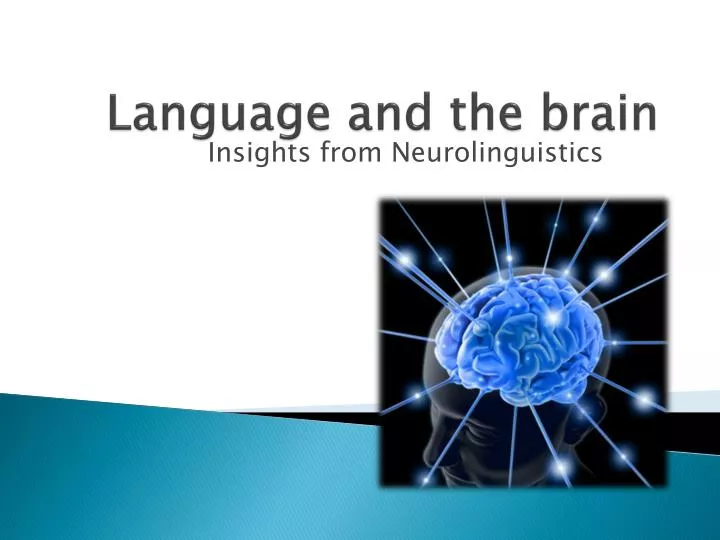 PPT - Language and the brain PowerPoint Presentation, free download ...