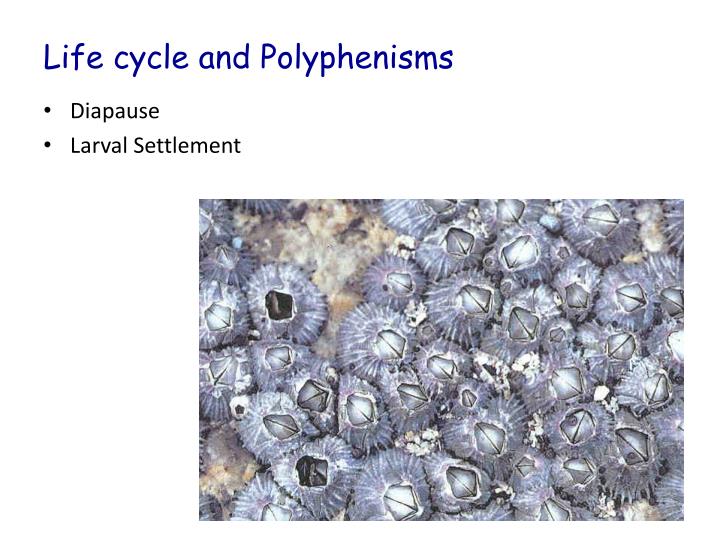 PPT - Developmental Plasticity and Symbiosis PowerPoint Presentation ...
