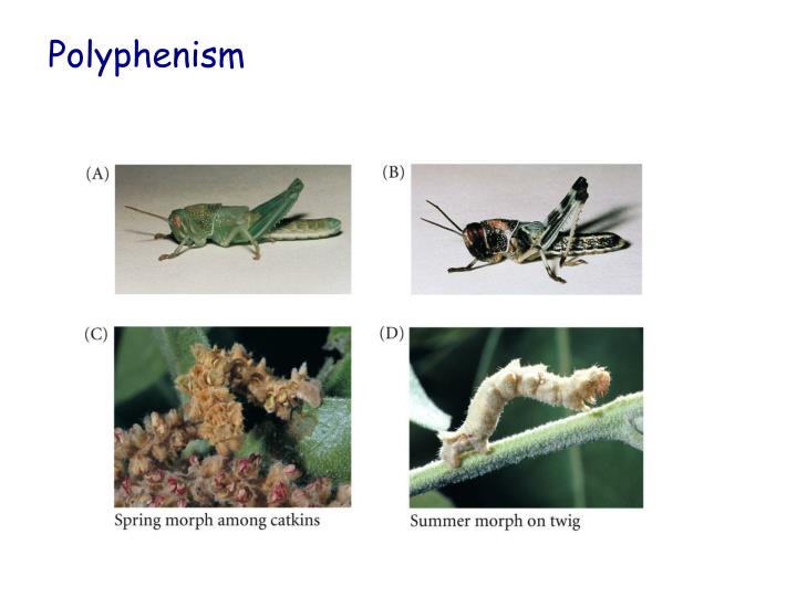 PPT - Developmental Plasticity and Symbiosis PowerPoint Presentation ...