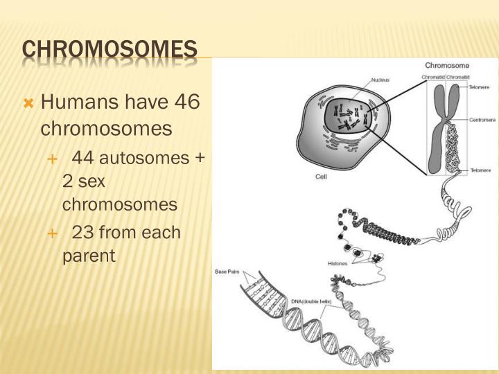 PPT - Unit 4 - Genetics PowerPoint Presentation - ID:2227538