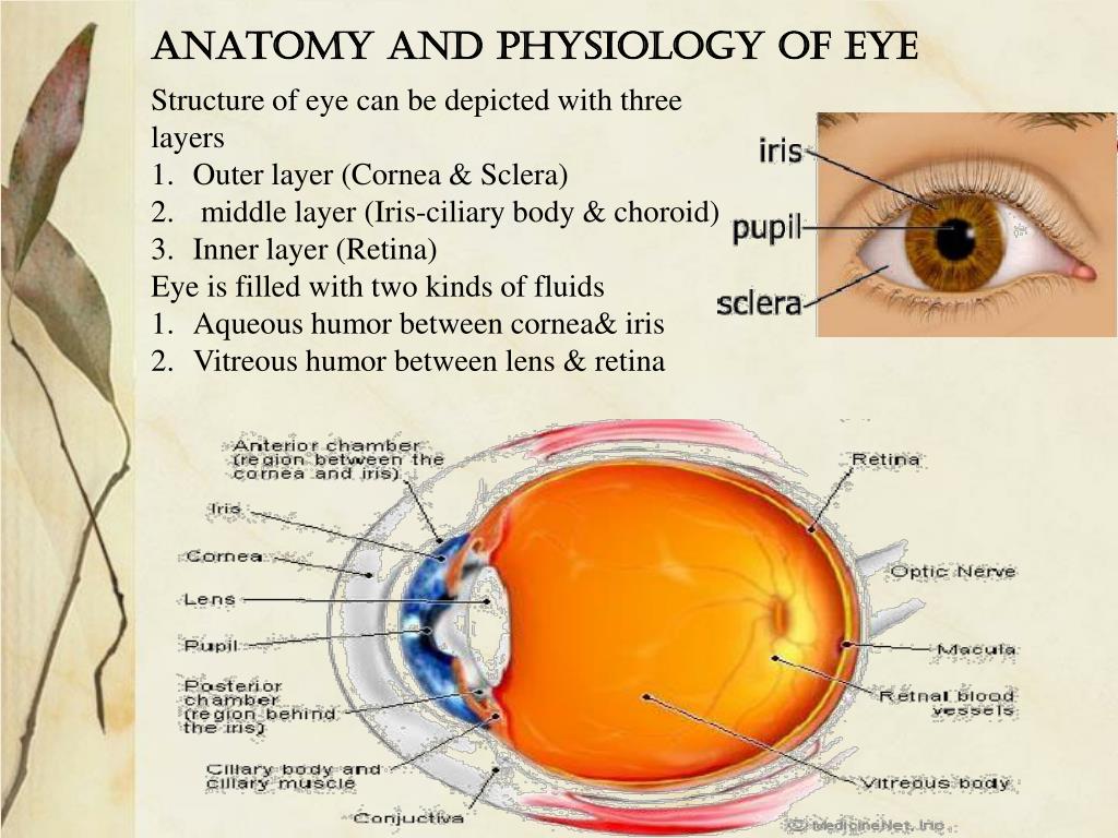 PPT - SEMINAR ON OCUSERTS By Keerthi Harika , M.Pharm II- sem ...
