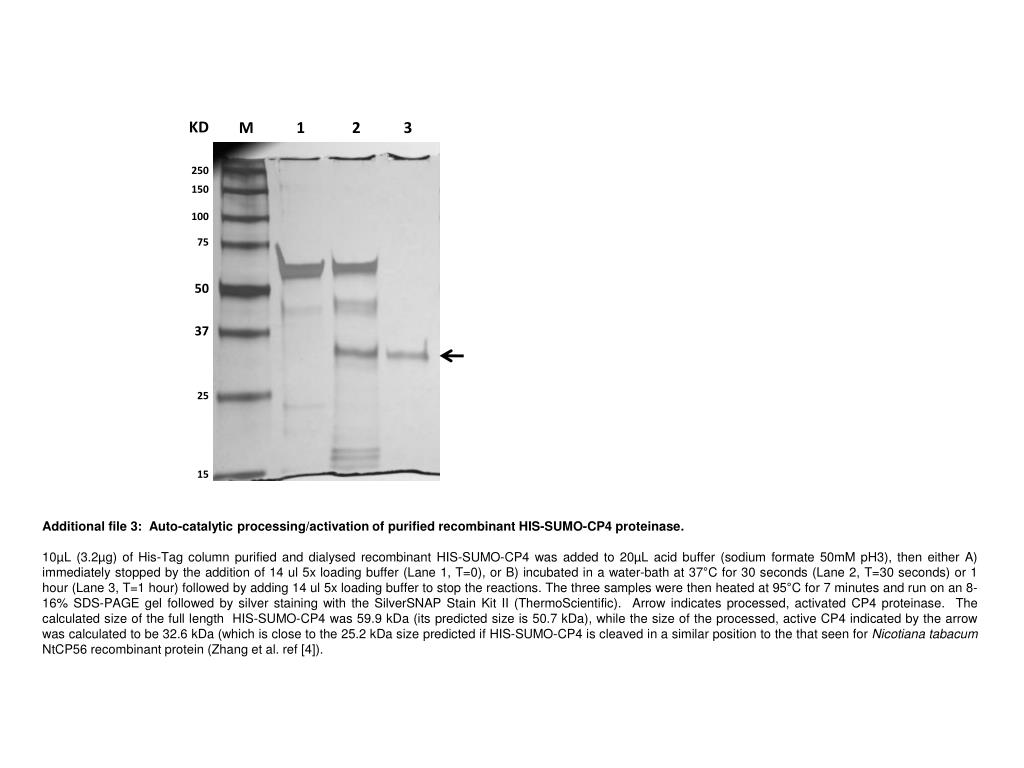PPT - Activation and Characterization of HIS-SUMO-CP4 Proteinase via ...