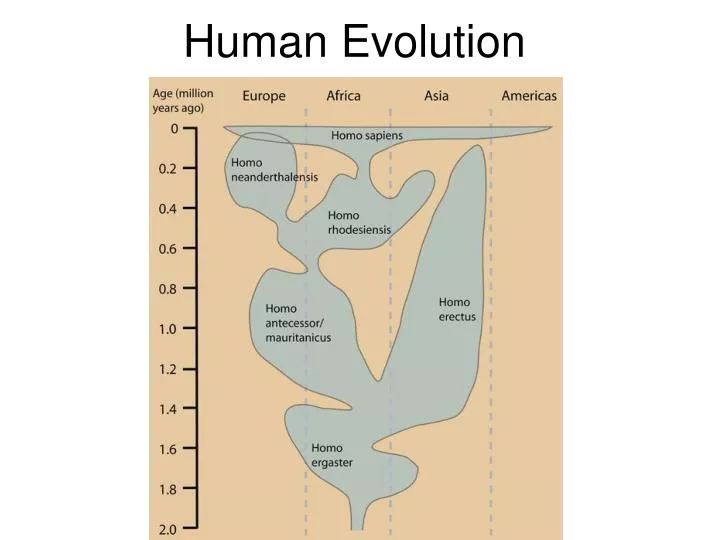 PPT - Human E volution PowerPoint Presentation, free download - ID:2227719
