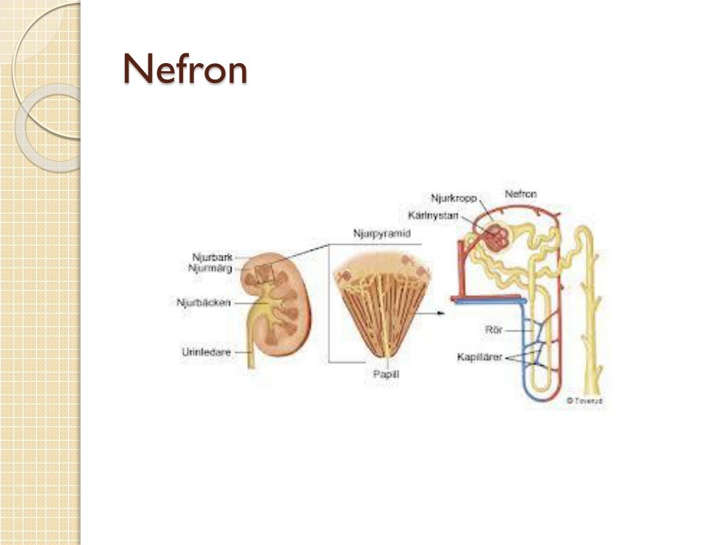 PPT - Nyrerne PowerPoint Presentation, free download - ID:2228001