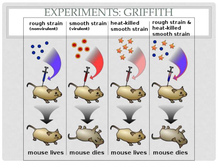 PPT - DNA PowerPoint Presentation - ID:2228063