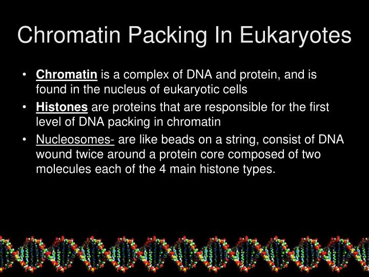 PPT - DNA & RNA- Nucleic Acids and Protein Synthesis PowerPoint ...